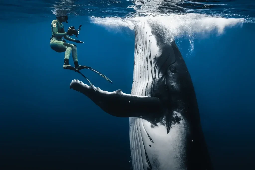 The Nature Photography Contest 2024 Winners: Images That Capture the ...